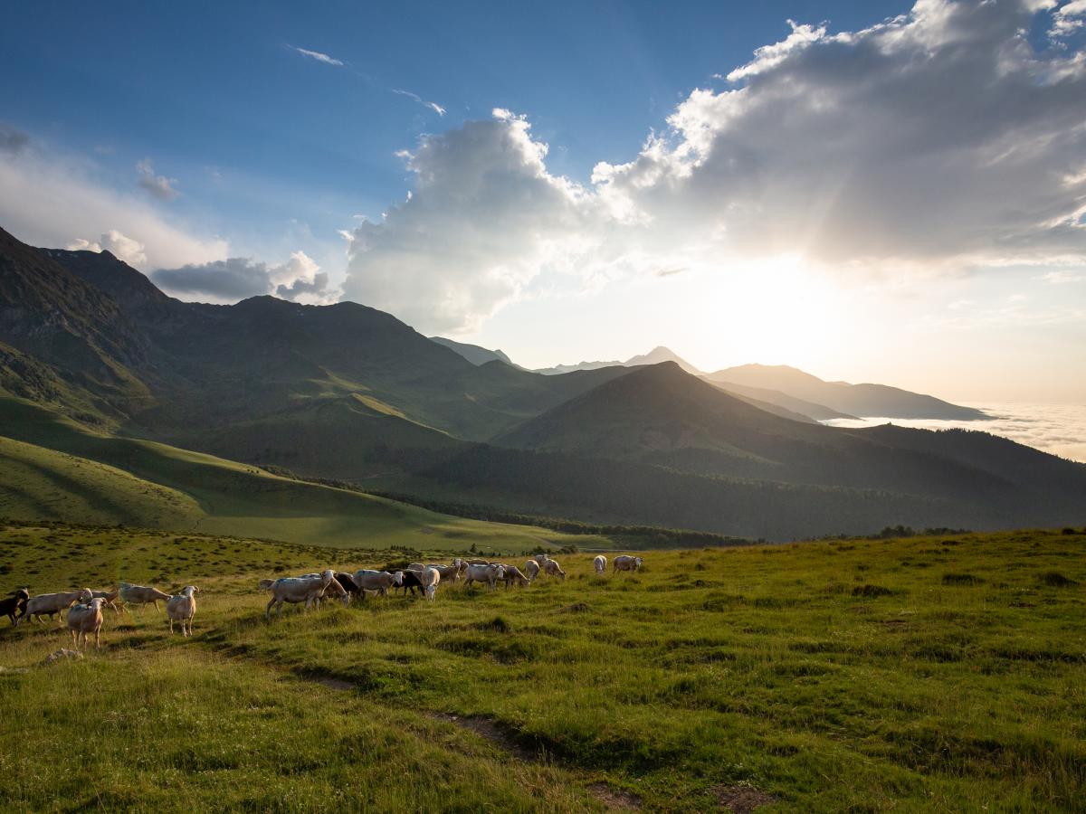 The Patou des Pyrénées more than a dog, a symbol | Saint-Lary Tourism