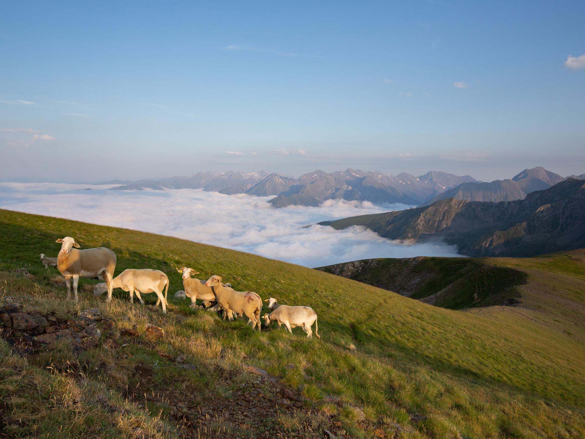 The Patou des Pyrénées more than a dog, a symbol | Saint-Lary Tourism